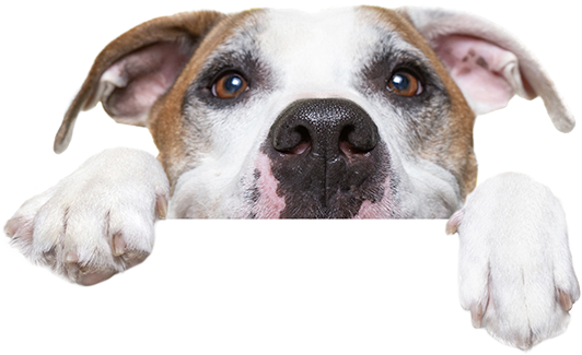 Donate - Valley Humane Society