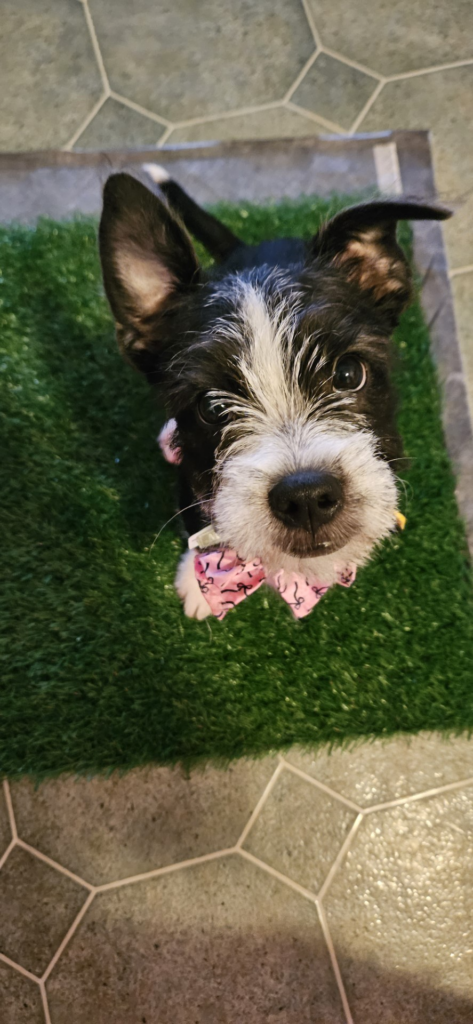 Lema (Lima) - Valley Humane Society