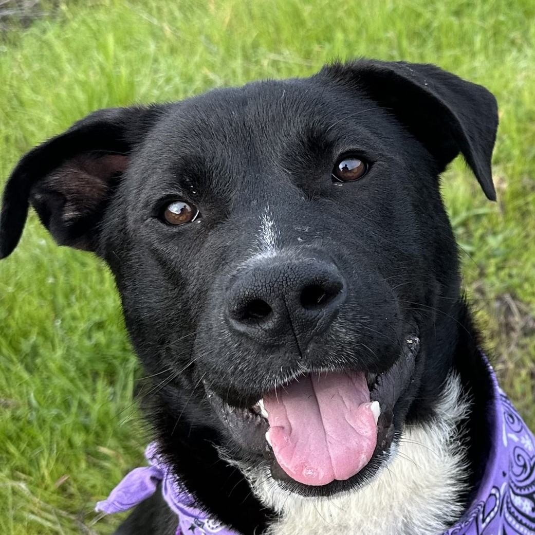 Pet of the Week: Boo Boo Bear - Valley Humane Society