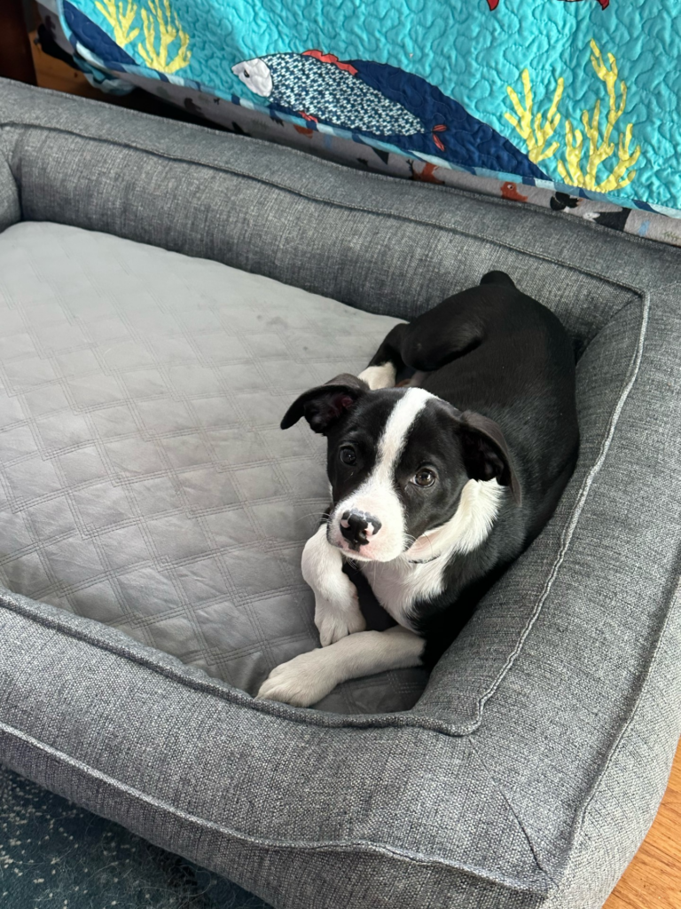 Sweetie - Valley Humane Society