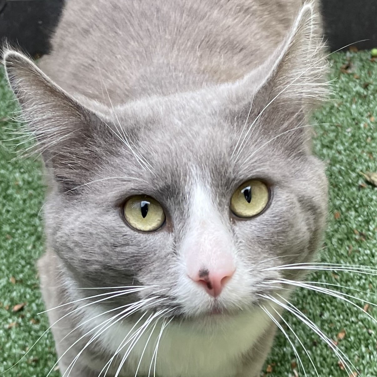 Pet of the Week: Pepe - Valley Humane Society