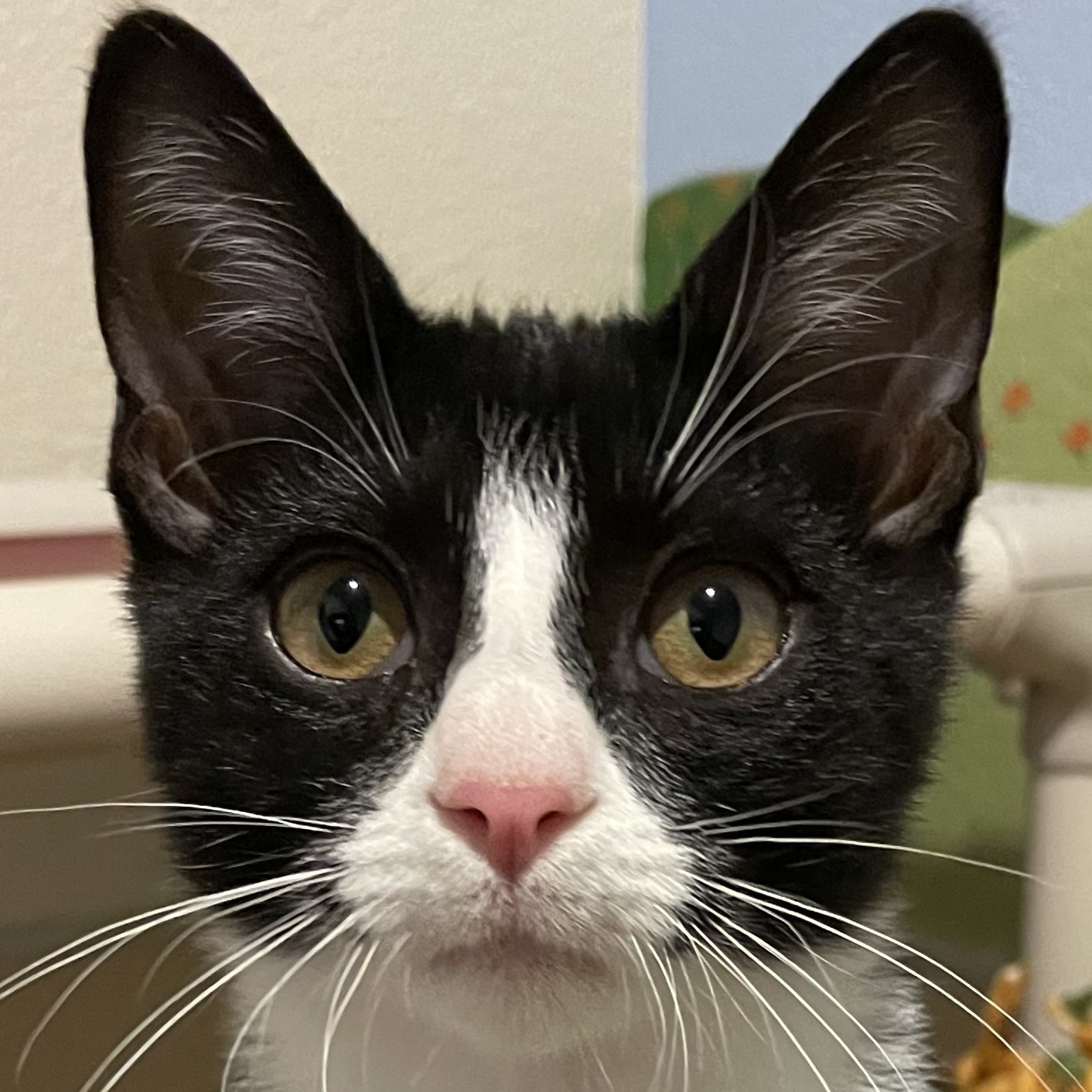 Pet of the Week: Harry Potter - Valley Humane Society