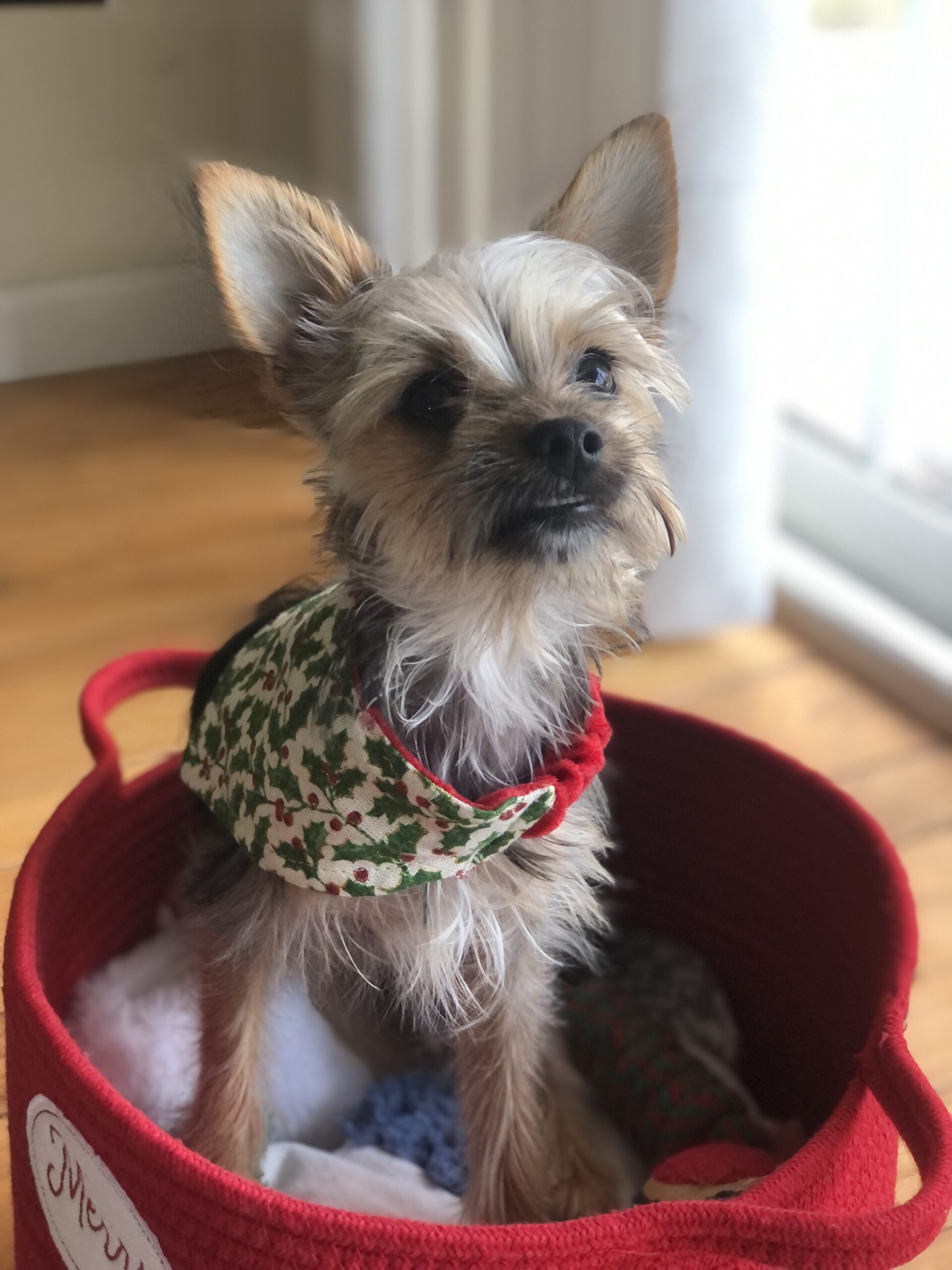 Home - Valley Humane Society