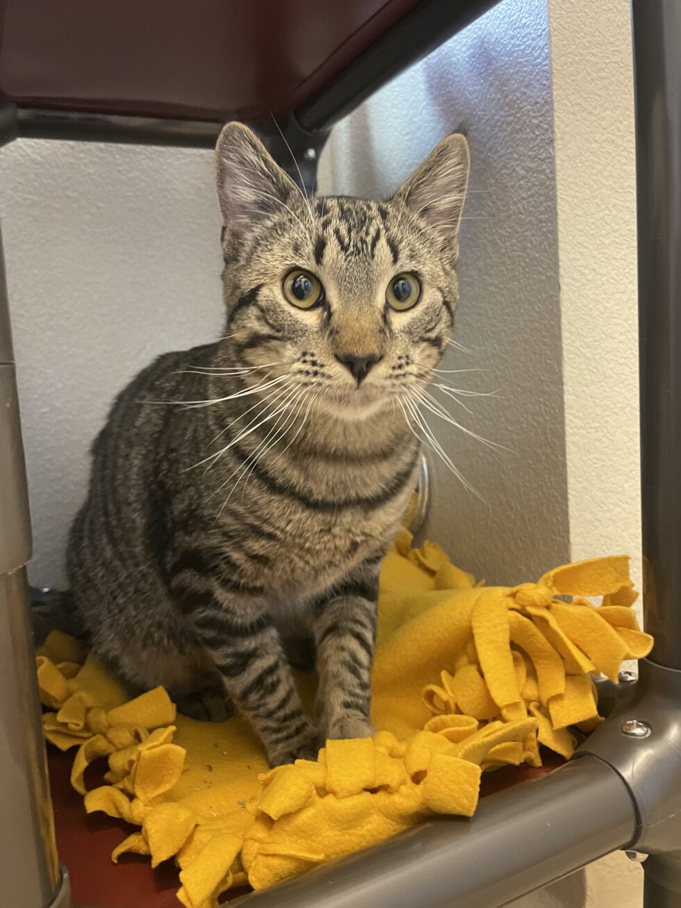 Home - Valley Humane Society