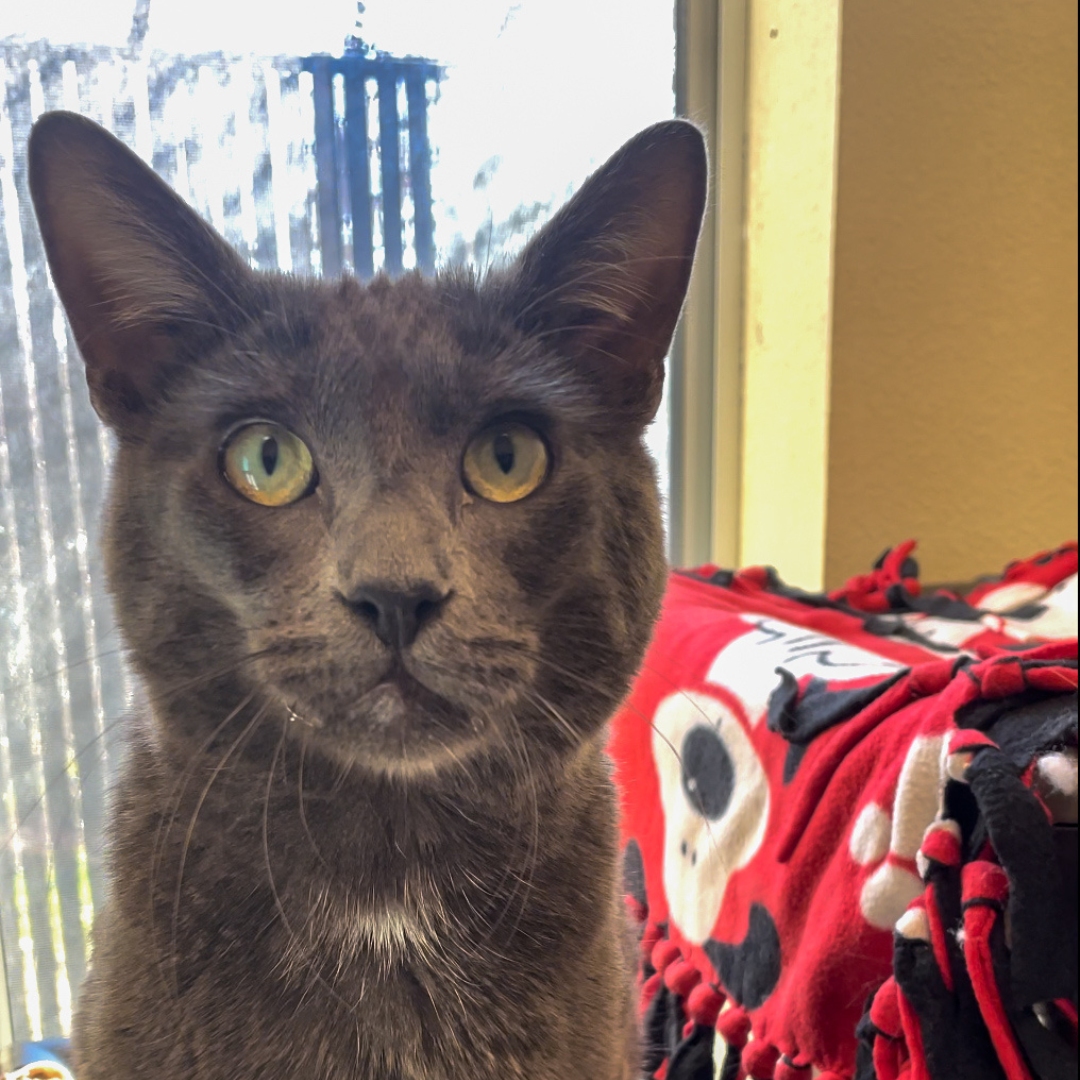 Home - Valley Humane Society