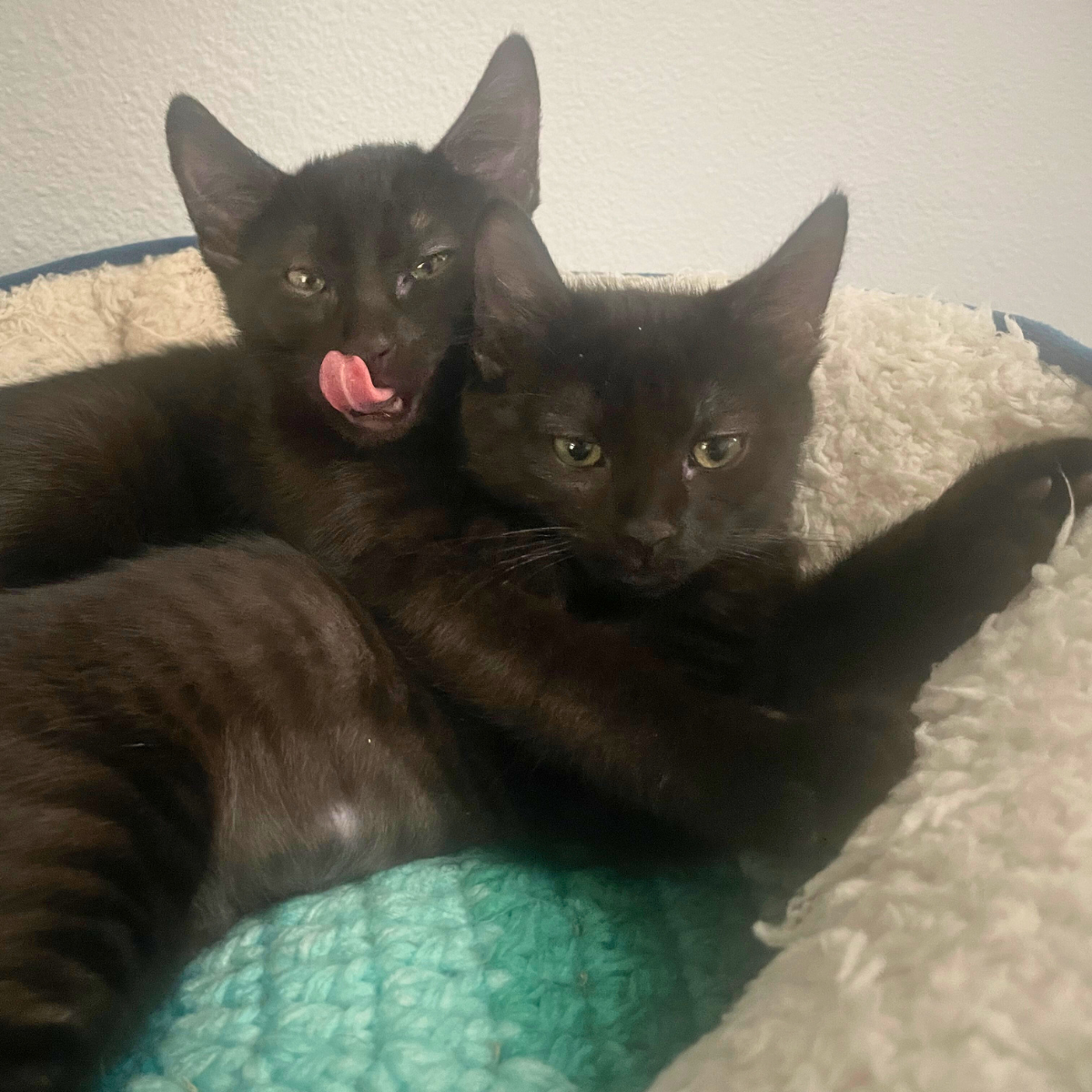 Home - Valley Humane Society