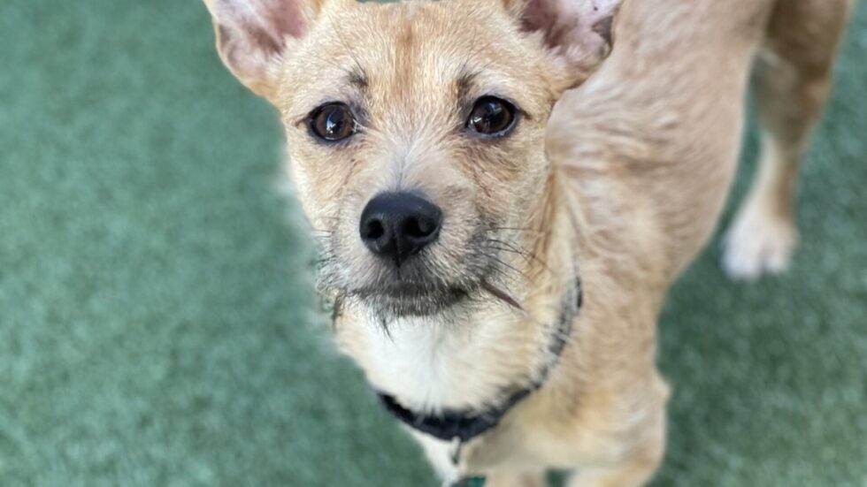 Home - Valley Humane Society