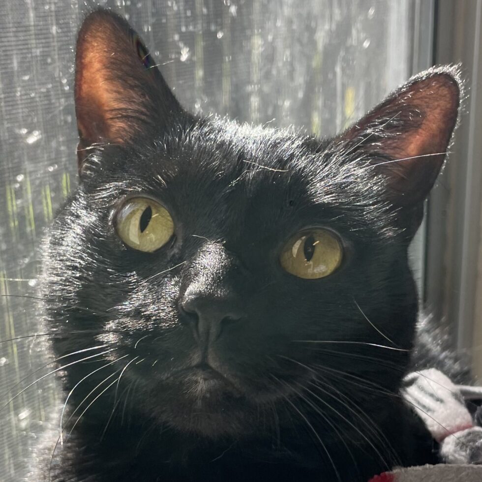 Home - Valley Humane Society