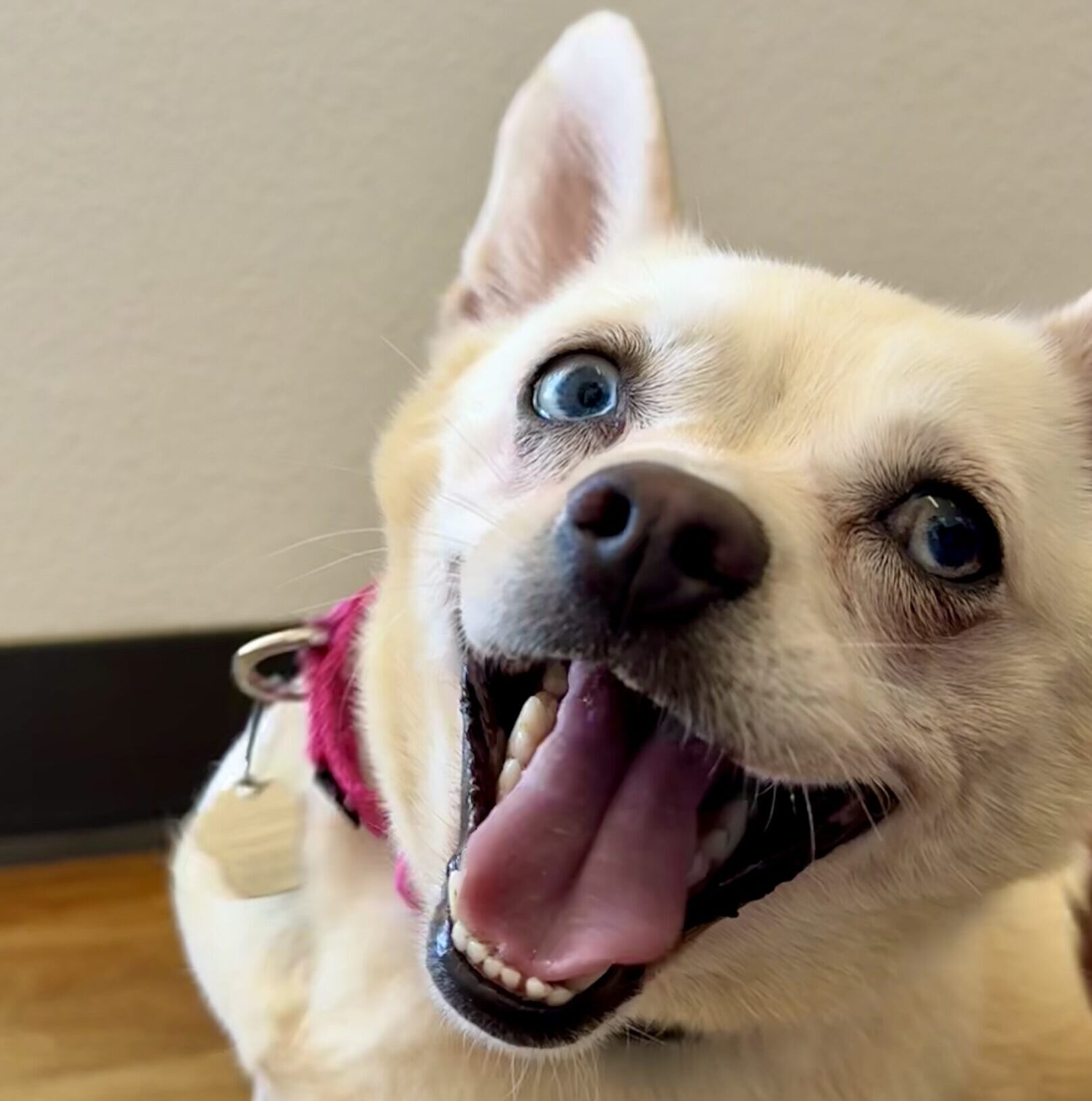 Adopted! Pet of the Week: Pippy, a Pup Full of Pizzazz - Valley Humane ...