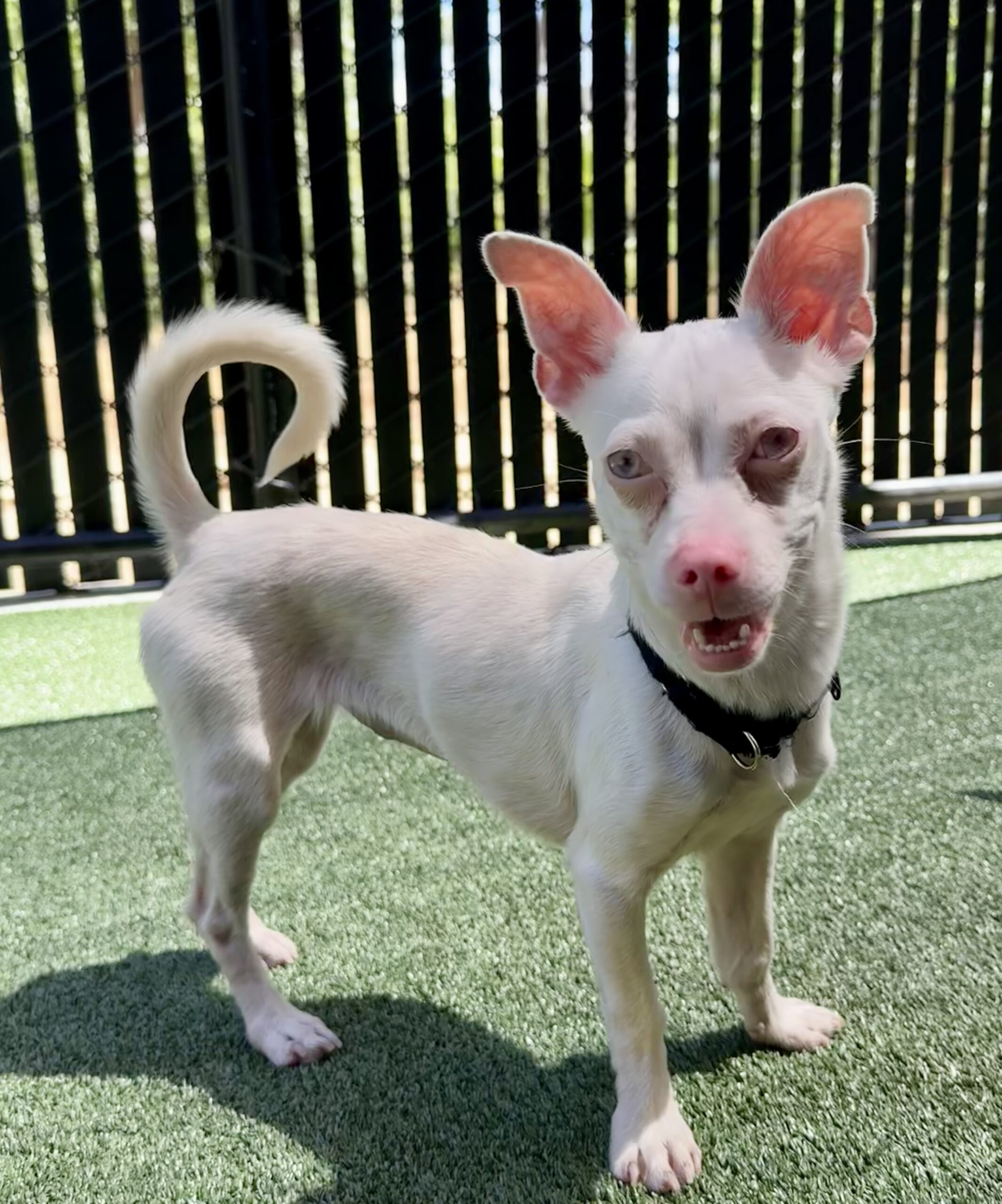 Adopted! Pet of the Week: Georgia O'Keefe, an Adorable Small Dog ...
