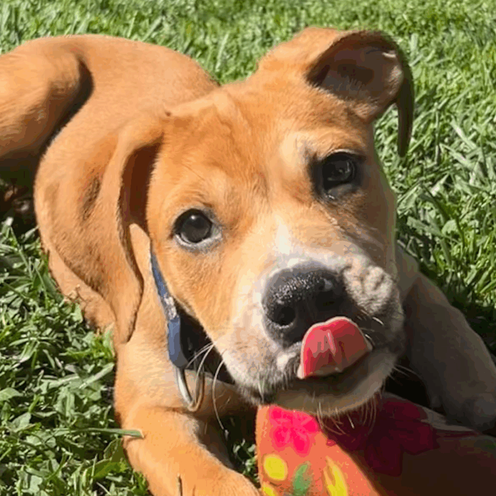Home - Valley Humane Society