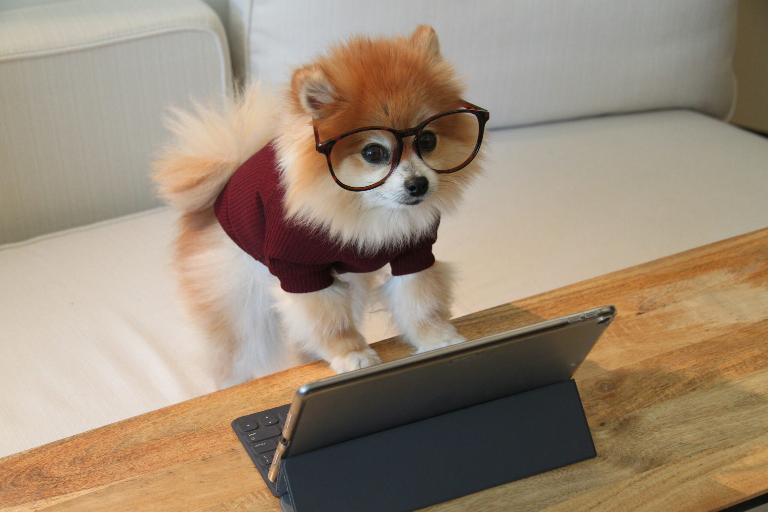 Pet Insurance: What You Need to Know Before You Buy - Valley Humane Society