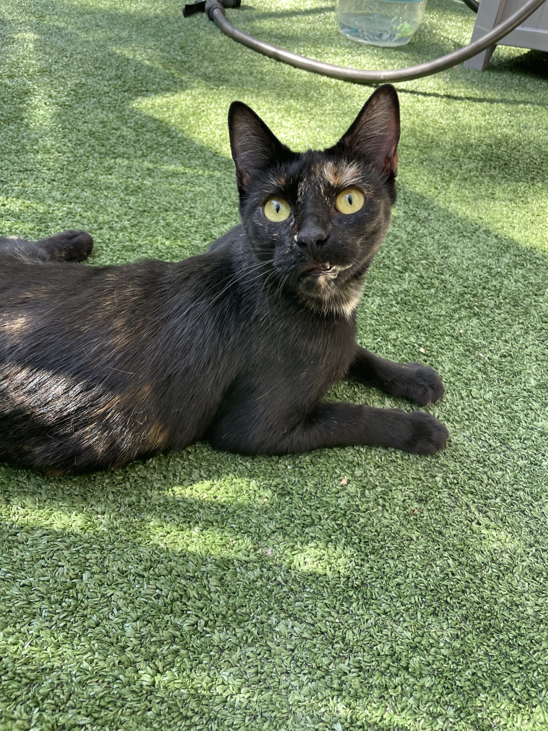Adopted! Pet of the Week: Big Bird - Valley Humane Society